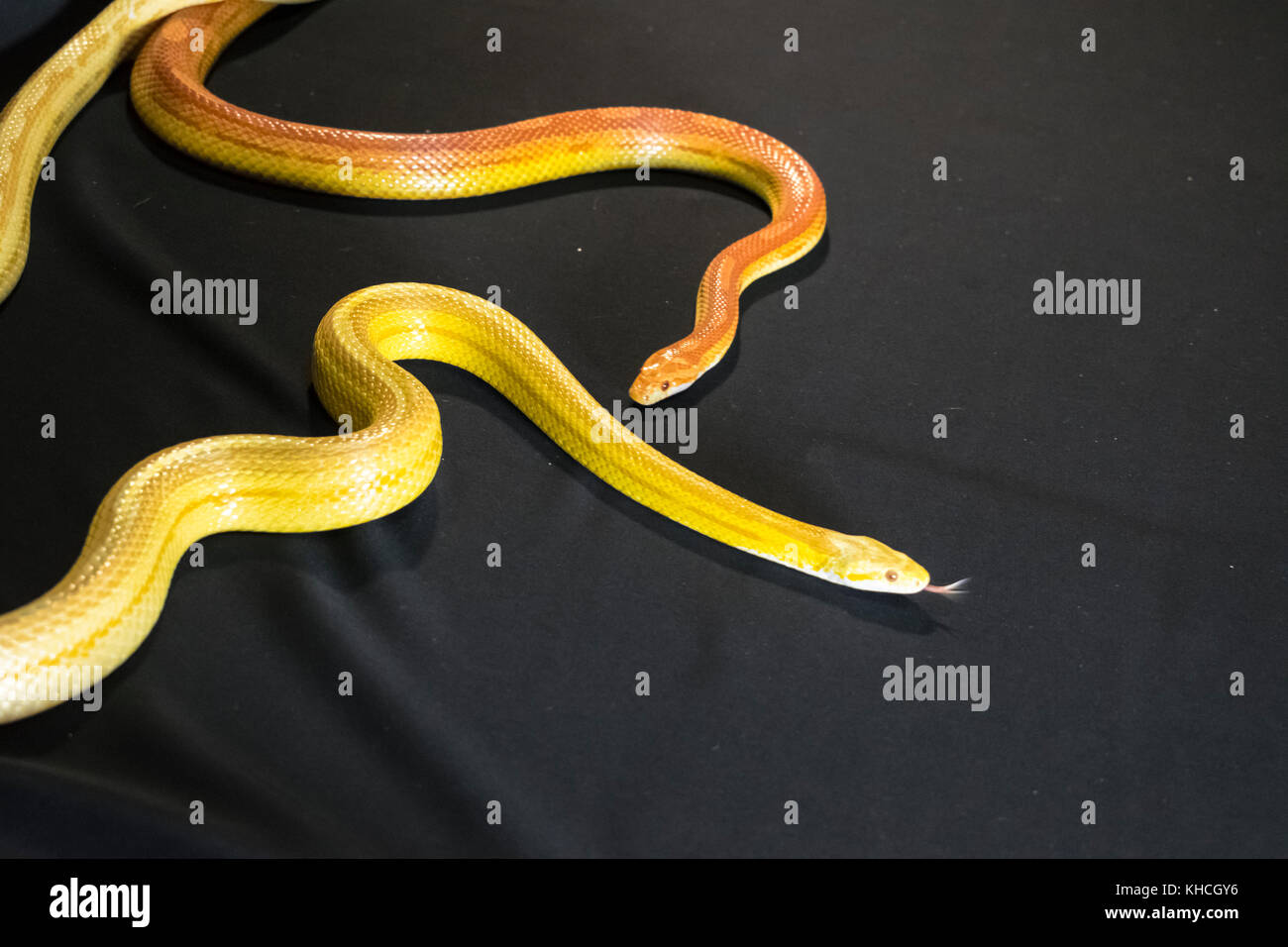 Creamsicle Corn Snake Elaphe guttata guttata isolated on black ...