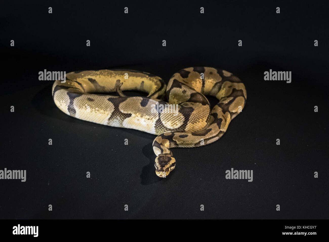 Royal or Ball Python snake, isolated on black background Stock Photo ...