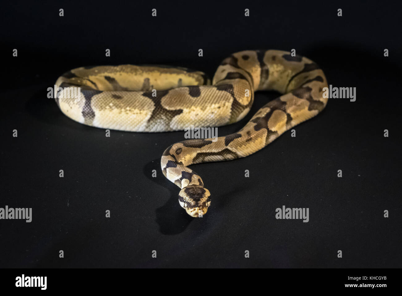 Royal or Ball Python snake, isolated on black background Stock Photo ...