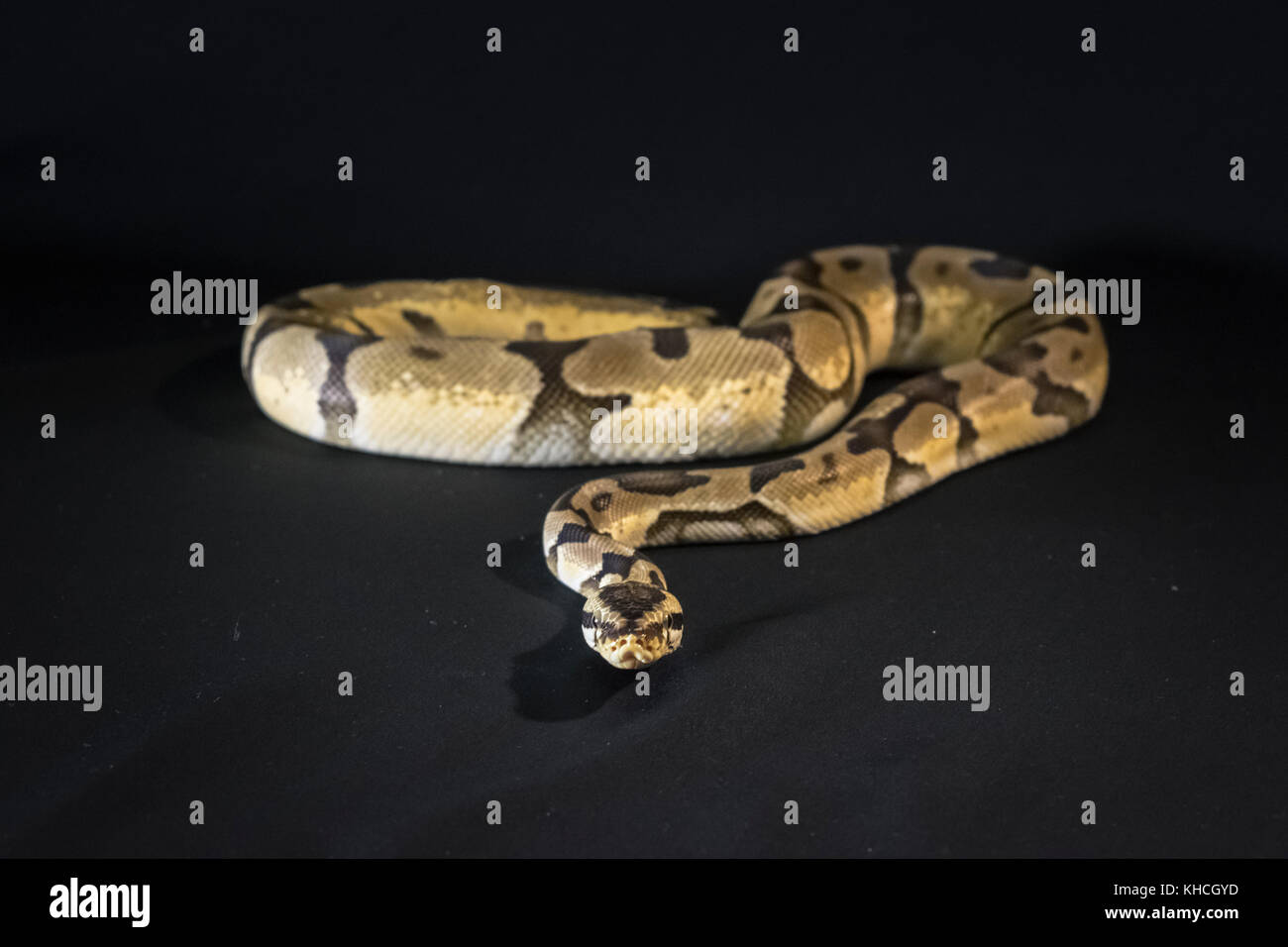 Royal or Ball Python snake, isolated on black background Stock Photo ...