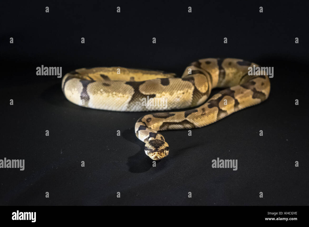 Royal or Ball Python snake, isolated on black background Stock Photo ...