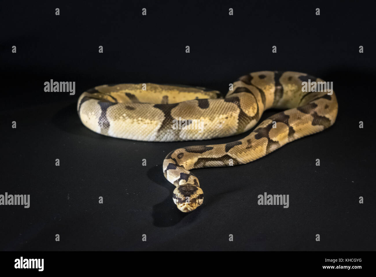 Royal or Ball Python snake, isolated on black background Stock Photo ...