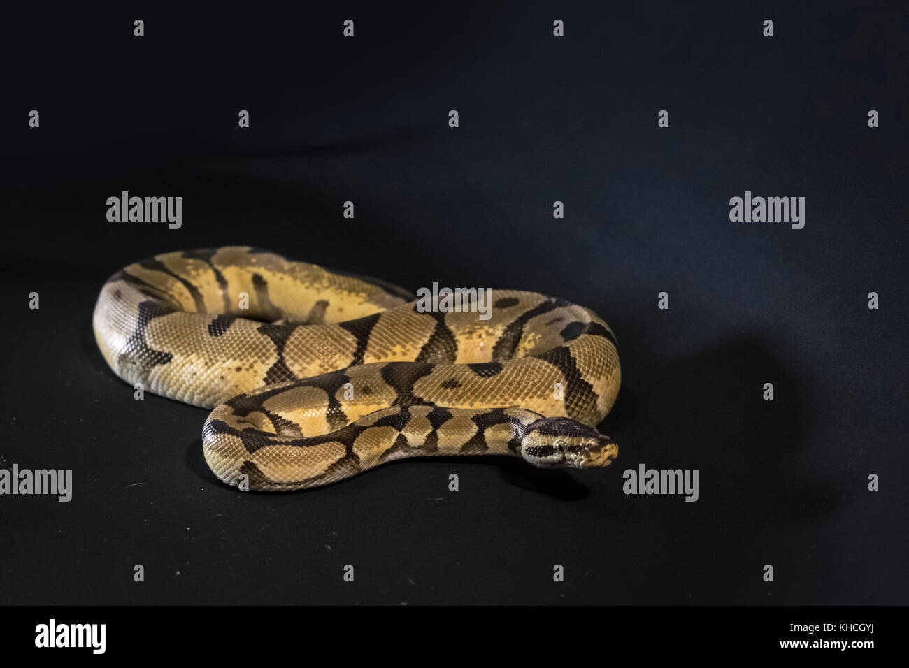 Royal or Ball Python snake, isolated on black background Stock Photo ...