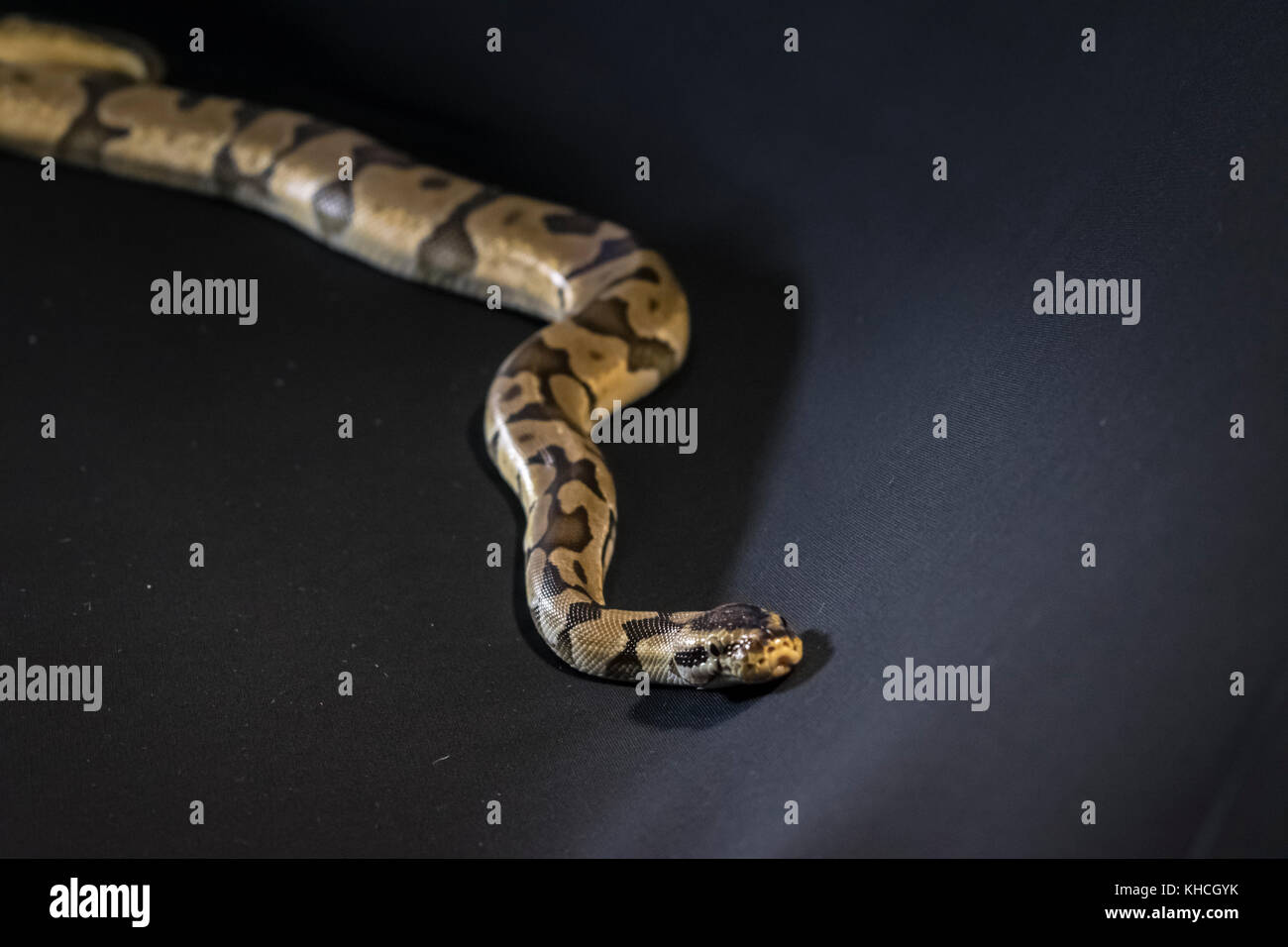 Royal or Ball Python snake, isolated on black background Stock Photo ...