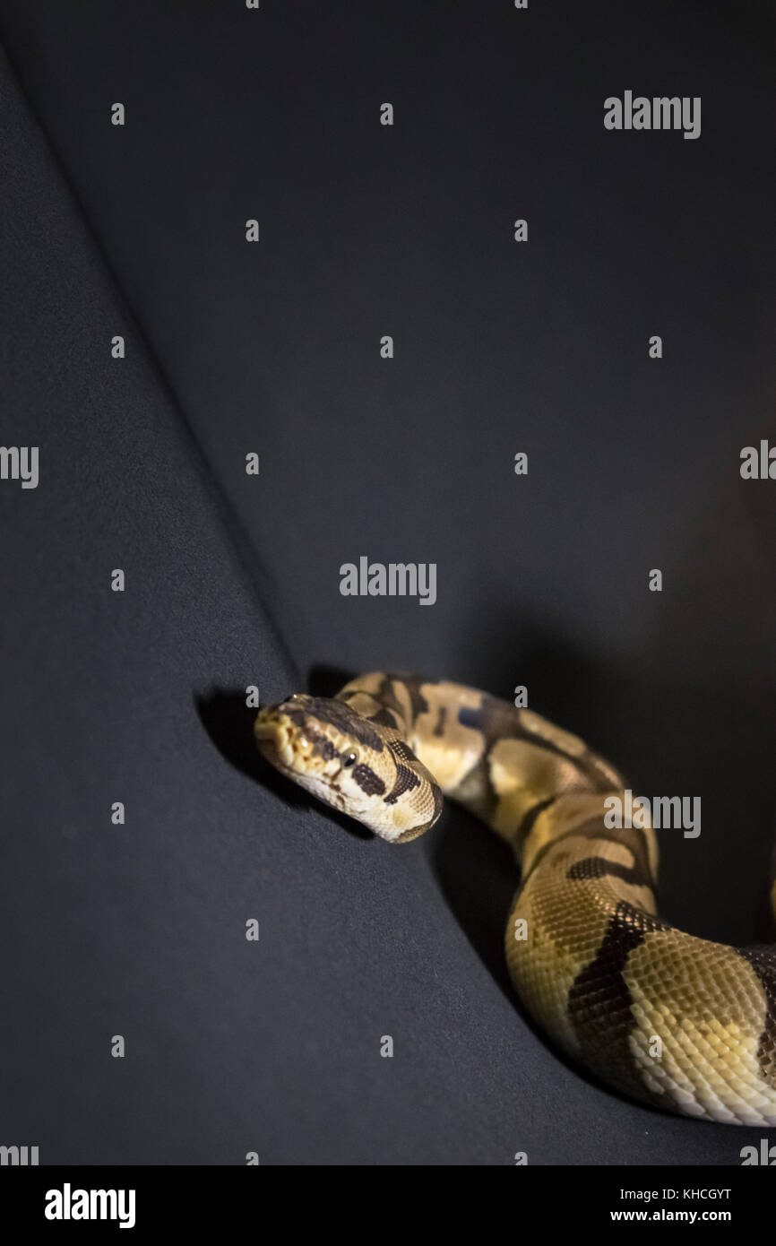 Royal or Ball Python snake, isolated on black background Stock Photo ...