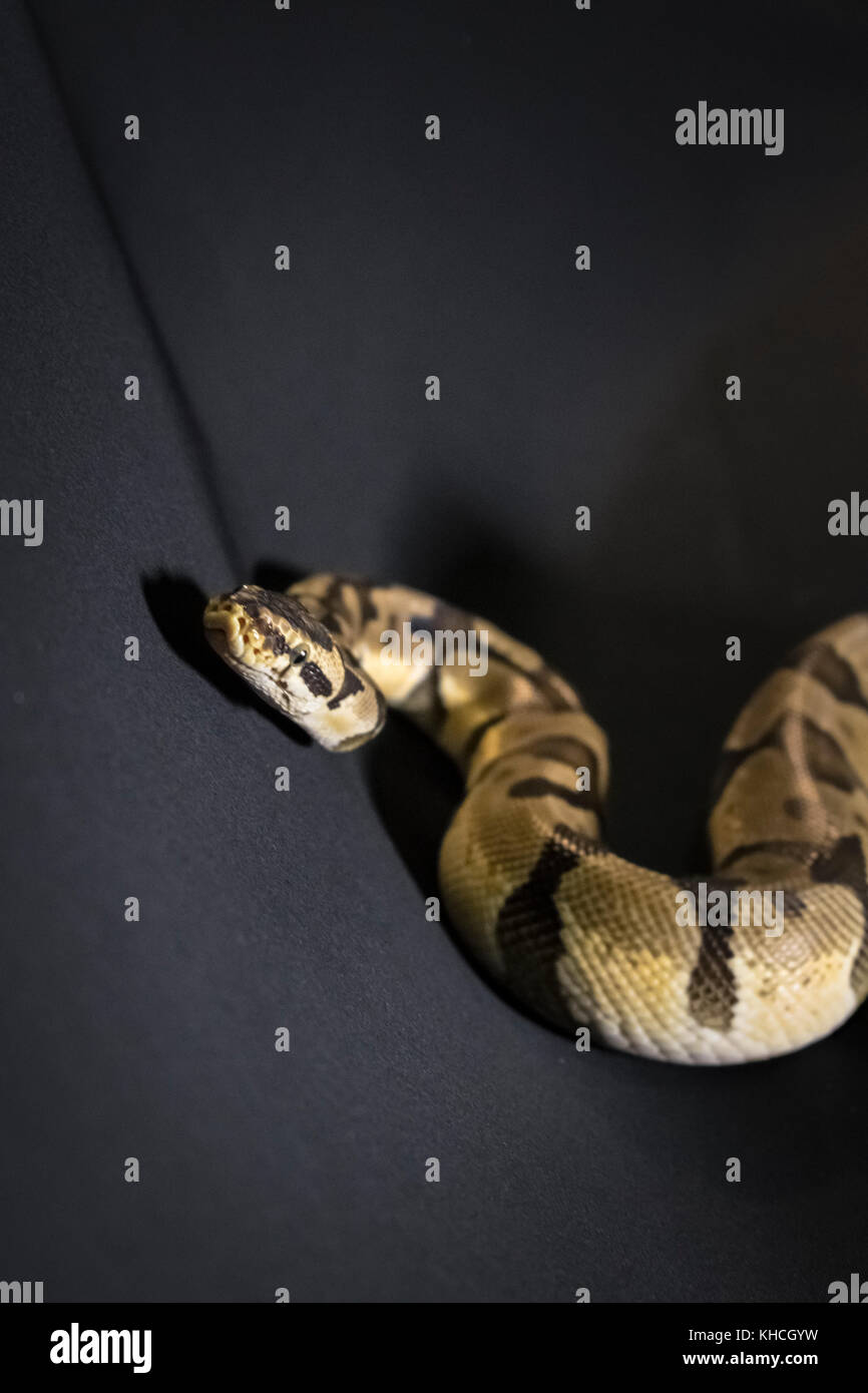 Royal or Ball Python snake, isolated on black background Stock Photo ...