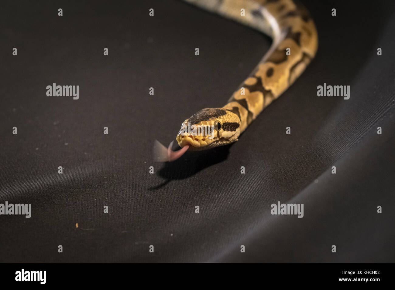 Royal or Ball Python snake, isolated on black background Stock Photo ...