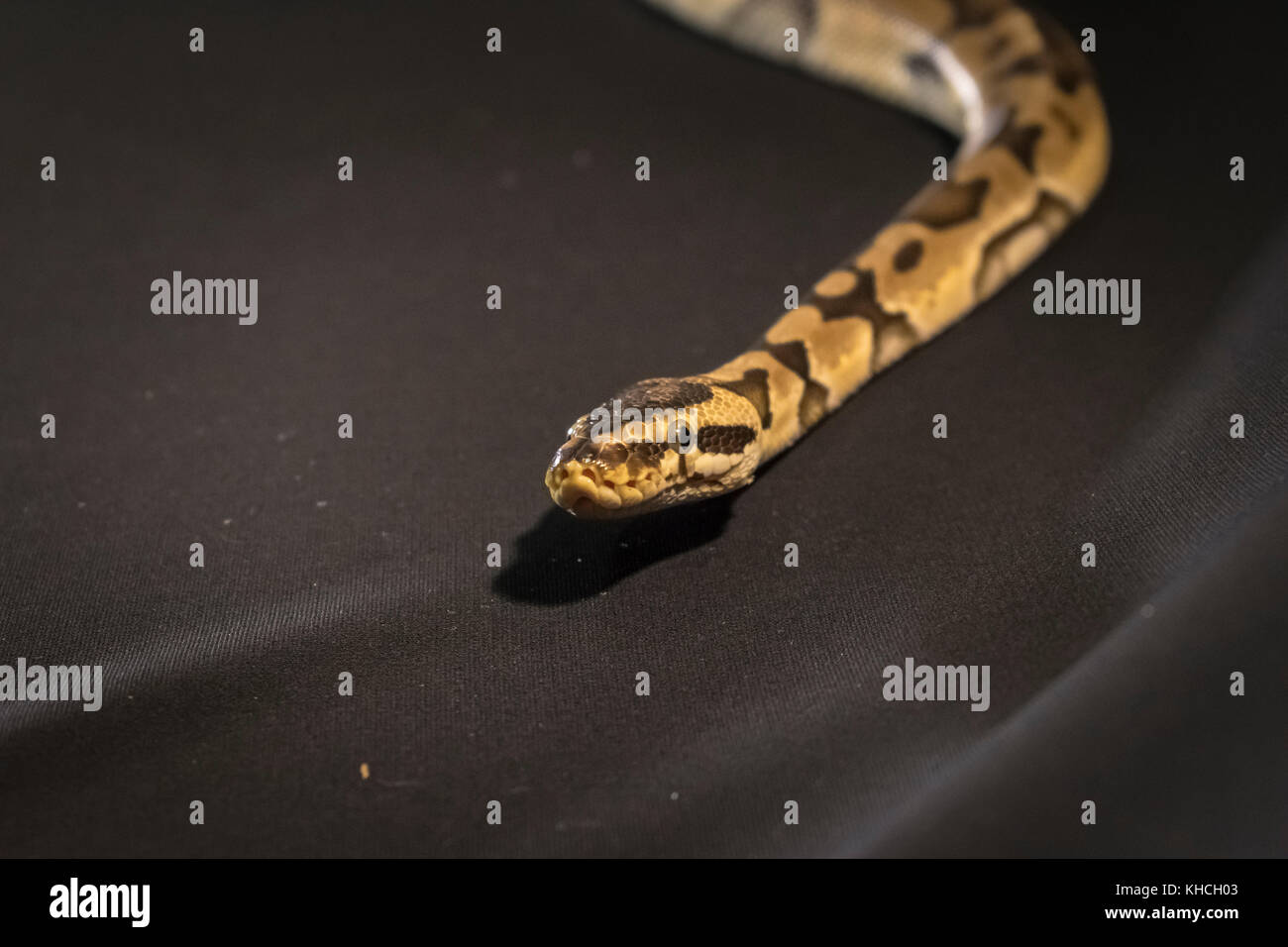 Royal or Ball Python snake, isolated on black background Stock Photo ...