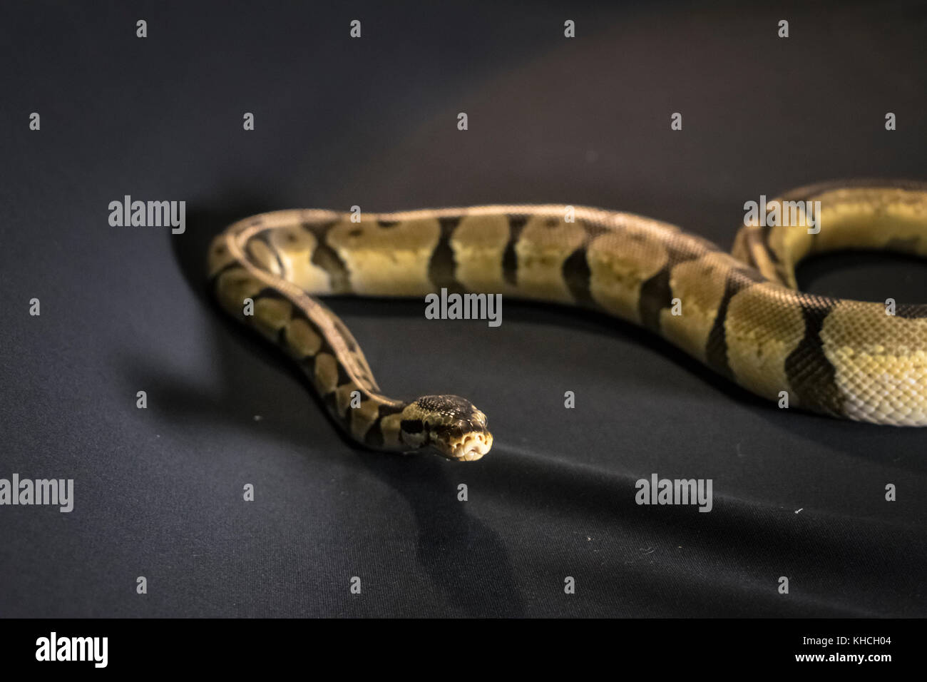 Royal or Ball Python snake, isolated on black background Stock Photo ...