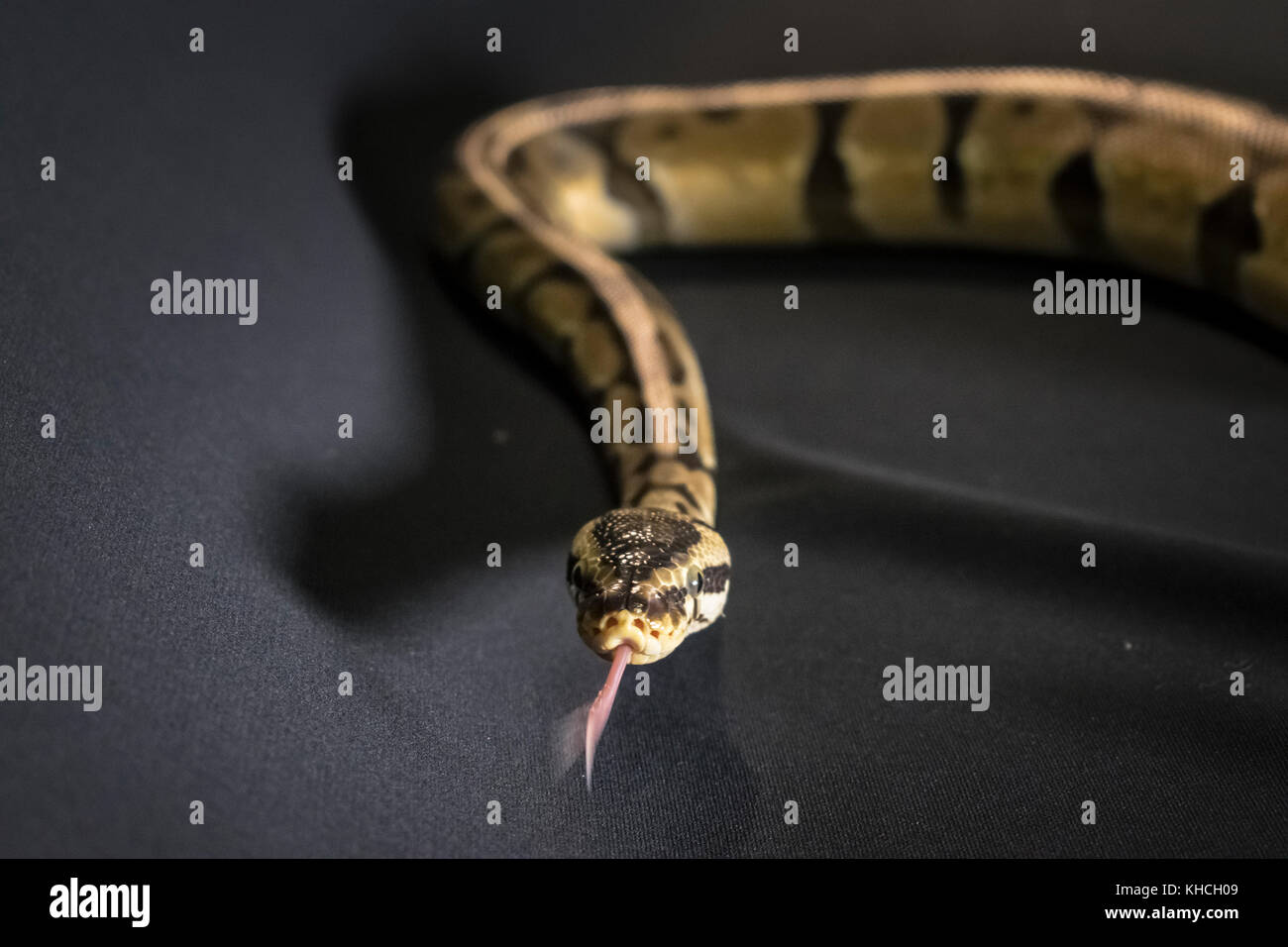 Royal or Ball Python snake, isolated on black background Stock Photo ...