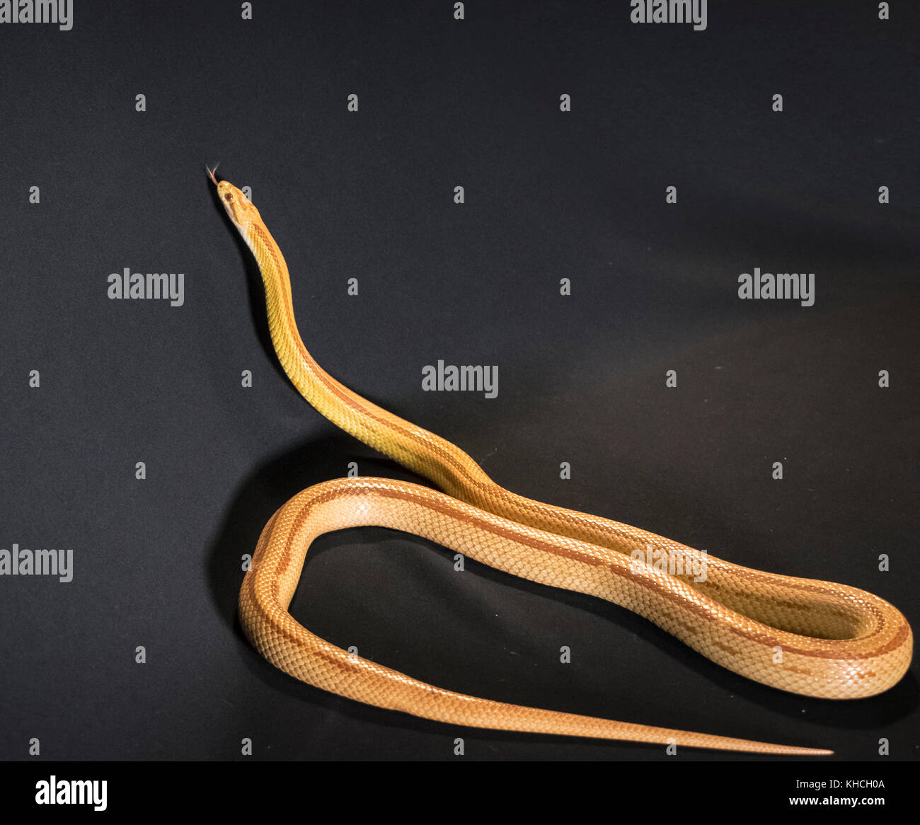 Creamsicle Corn Snake Elaphe guttata guttata isolated on black ...