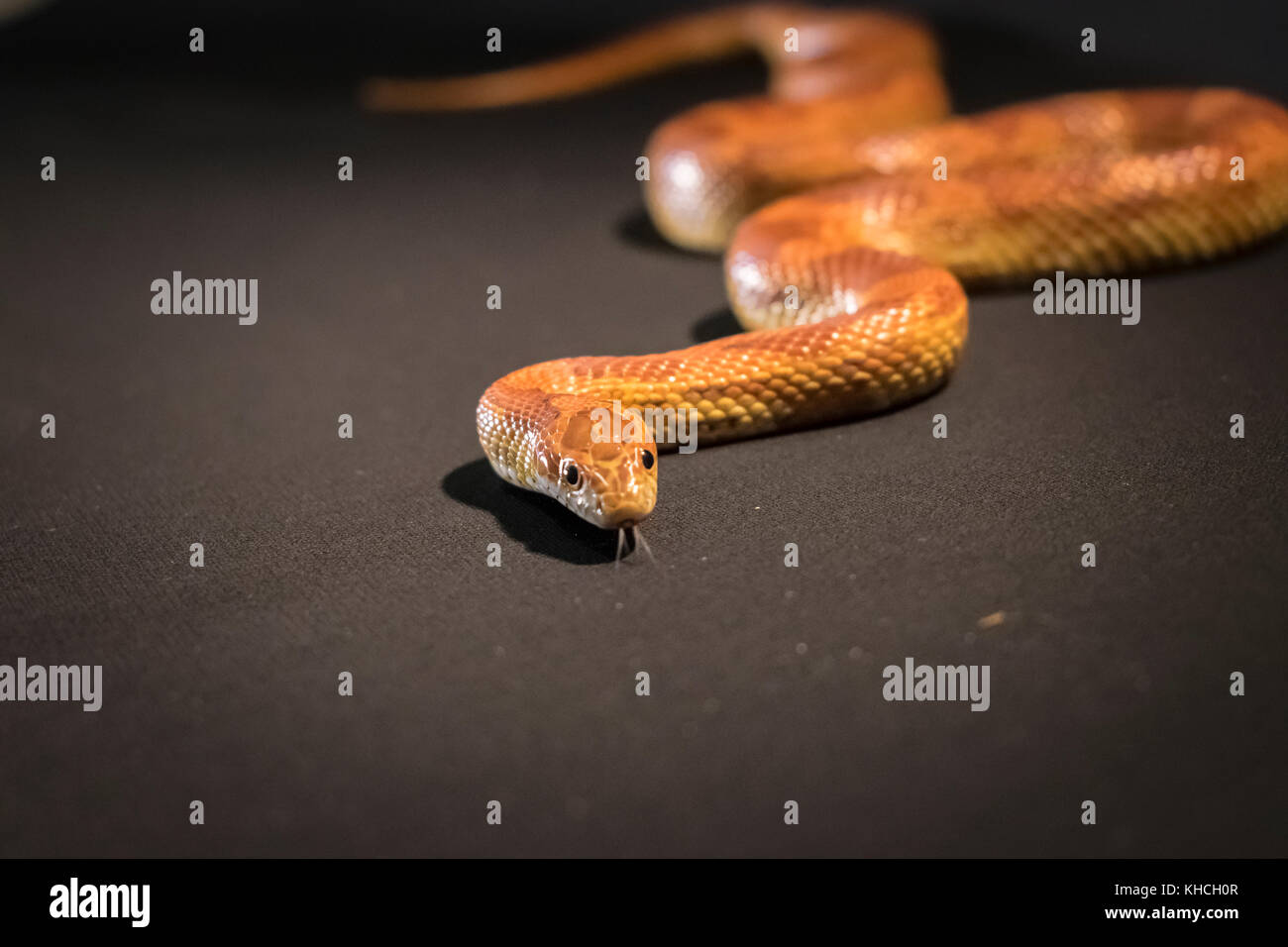 Creamsicle Corn Snake Elaphe guttata guttata isolated on black ...