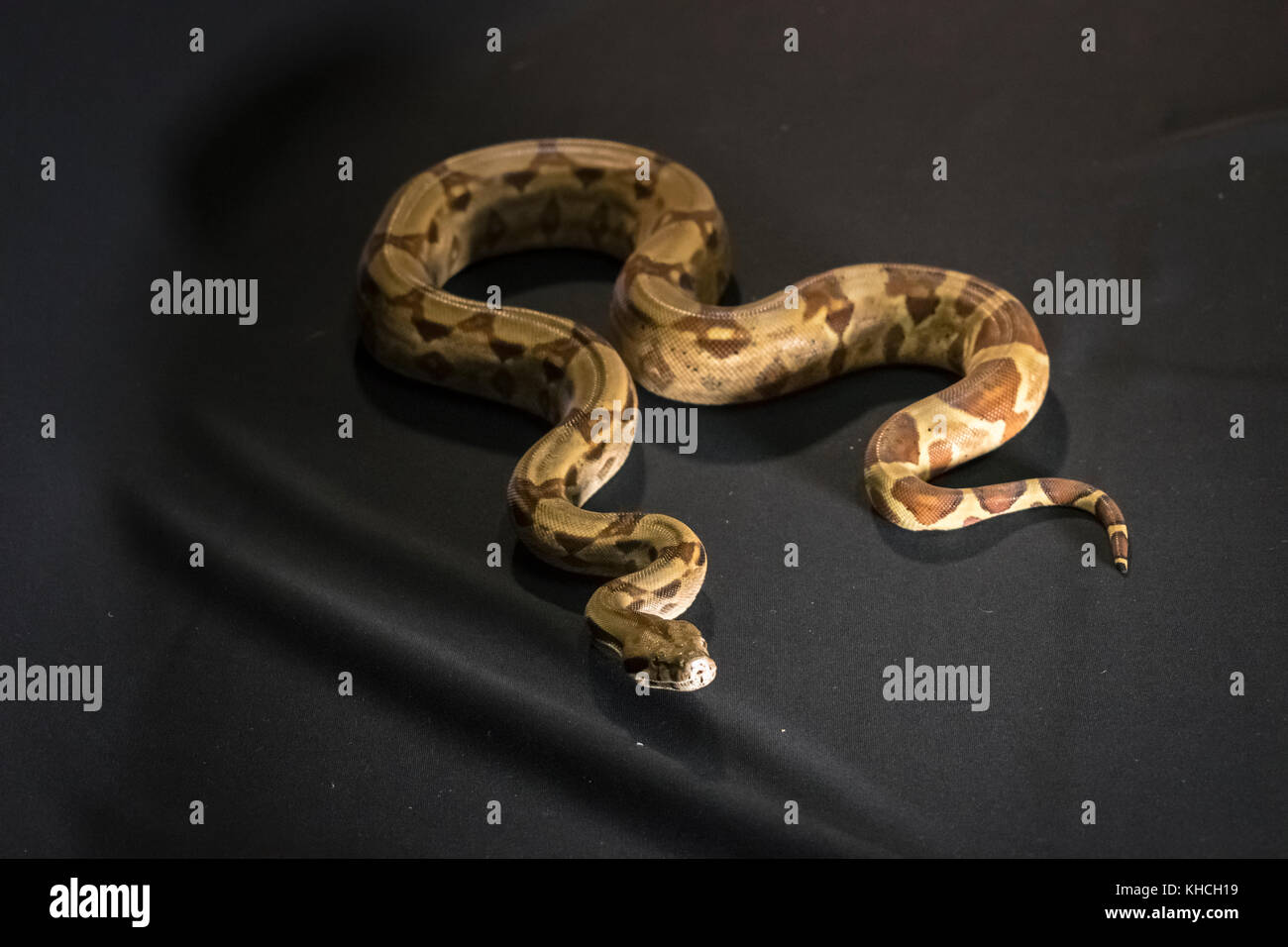 Royal or Ball Python snake, isolated on black background Stock Photo ...