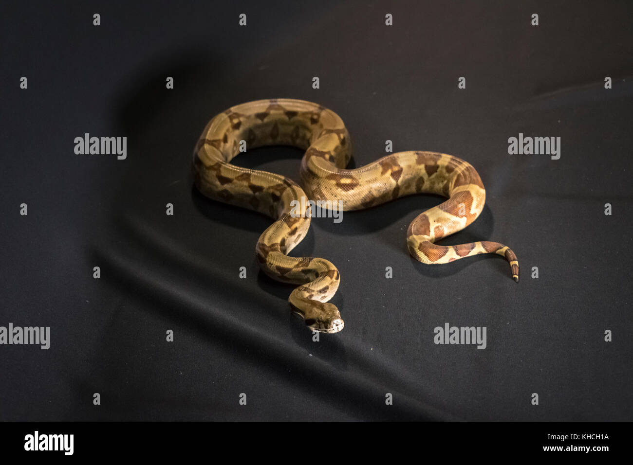 Royal or Ball Python snake, isolated on black background Stock Photo ...