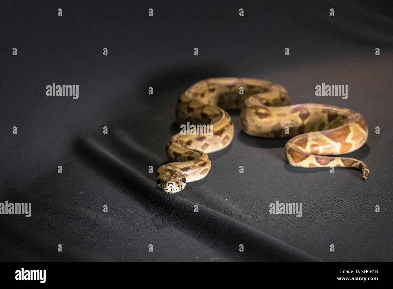 Royal or Ball Python snake, isolated on black background Stock Photo ...