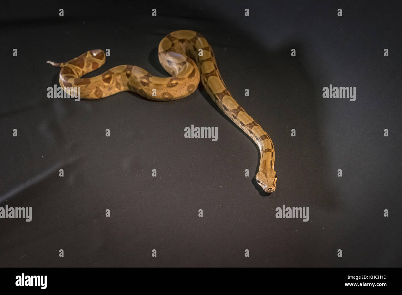 Royal or Ball Python snake, isolated on black background Stock Photo ...