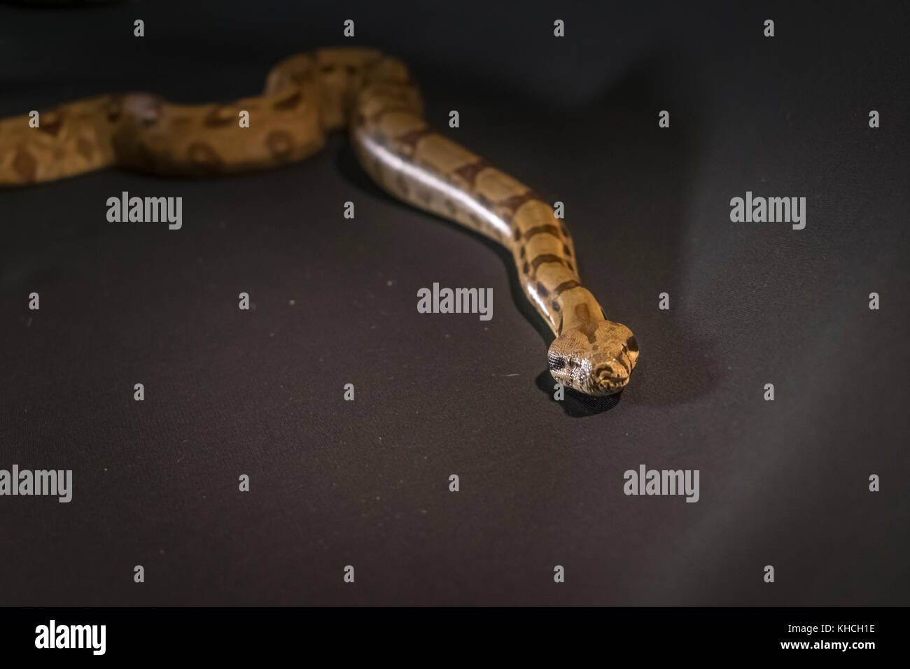 Royal or Ball Python snake, isolated on black background Stock Photo ...