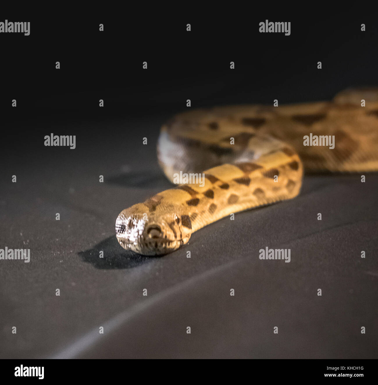 Royal or Ball Python snake, isolated on black background Stock Photo ...