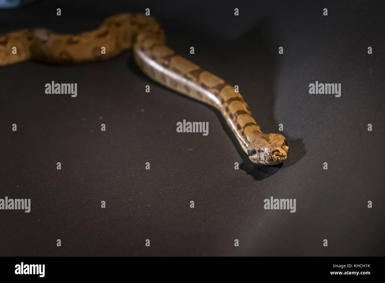 Royal or Ball Python snake, isolated on black background Stock Photo ...
