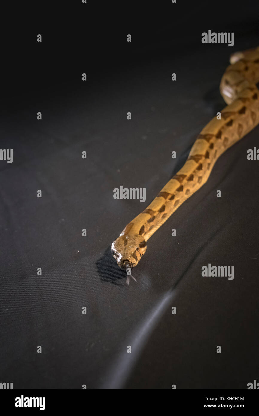 Royal or Ball Python snake, isolated on black background Stock Photo ...