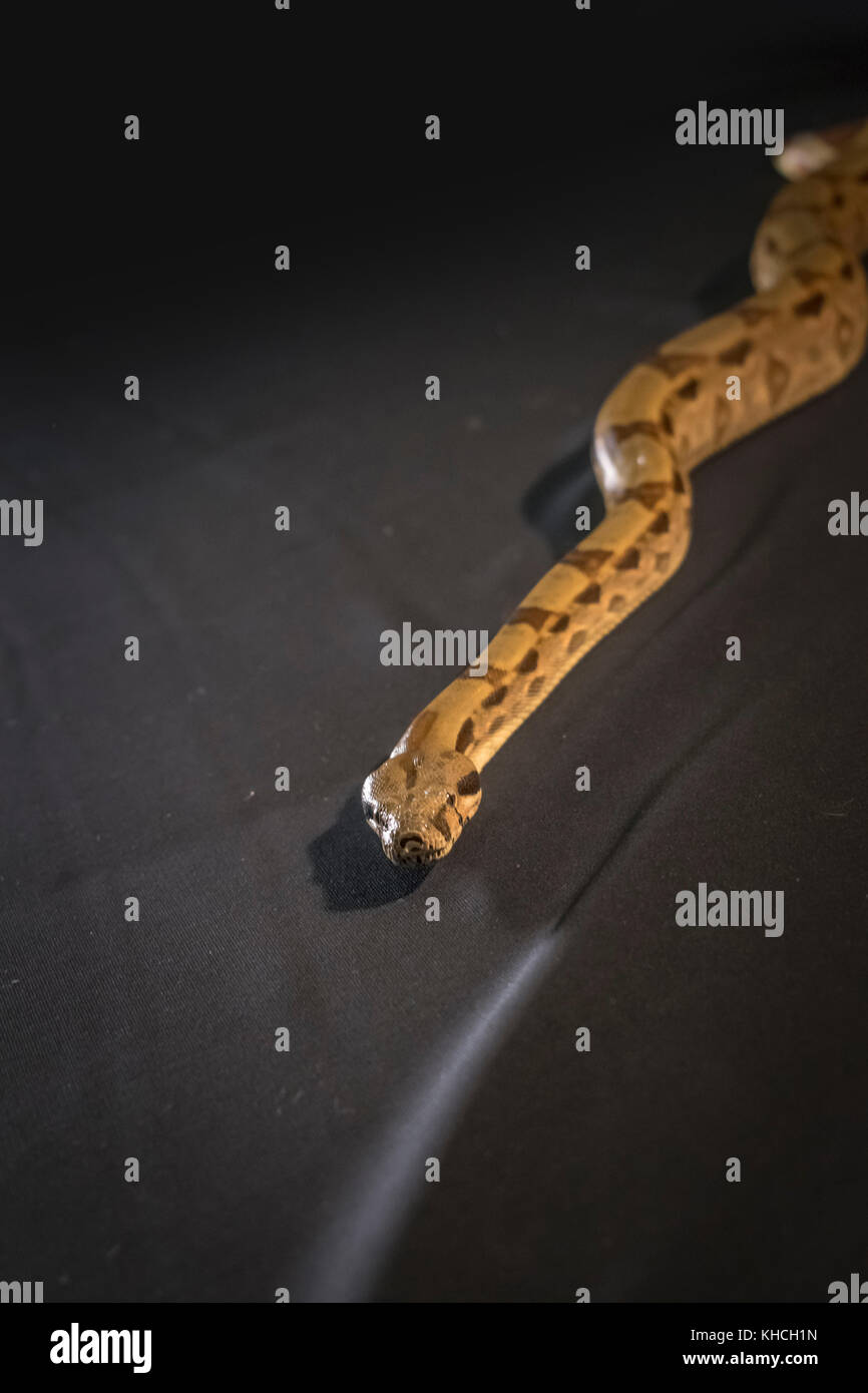 Royal or Ball Python snake, isolated on black background Stock Photo ...