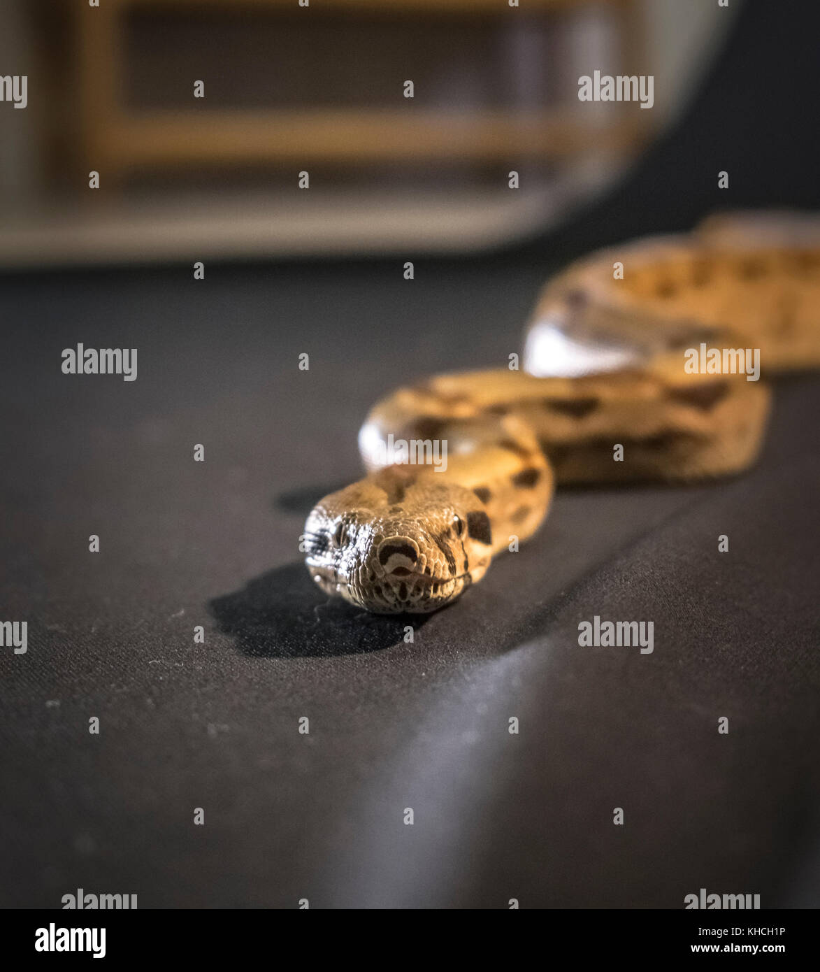 Royal or Ball Python snake, isolated on black background Stock Photo ...