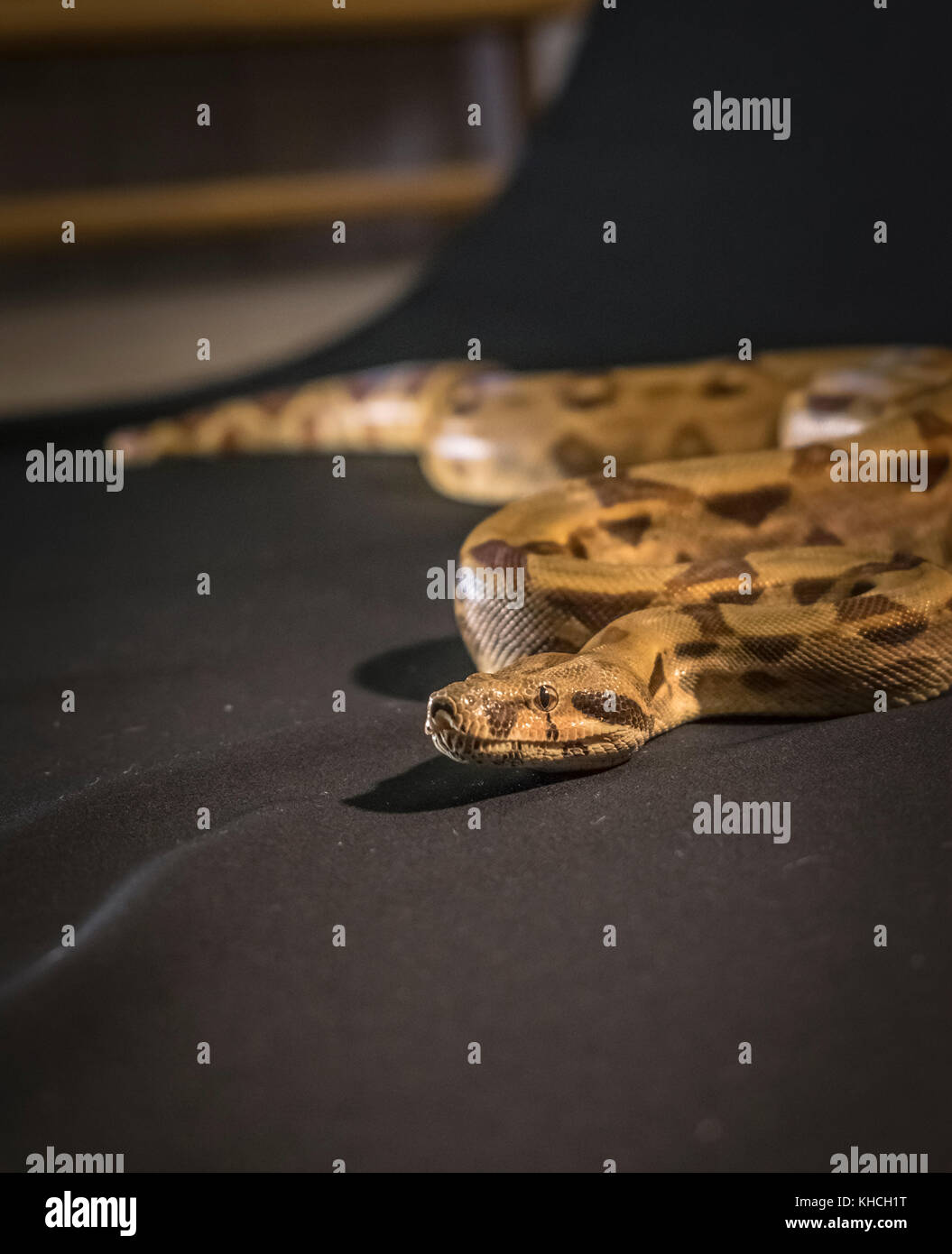 Royal or Ball Python snake, isolated on black background Stock Photo ...