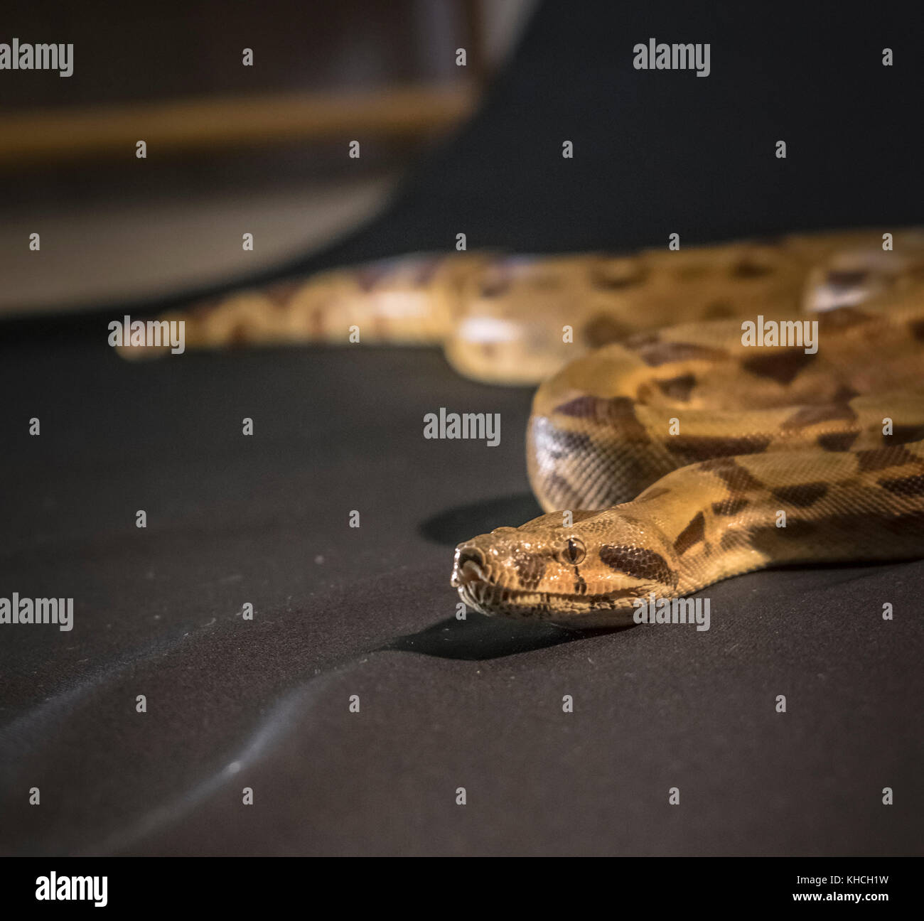 Royal or Ball Python snake, isolated on black background Stock Photo ...