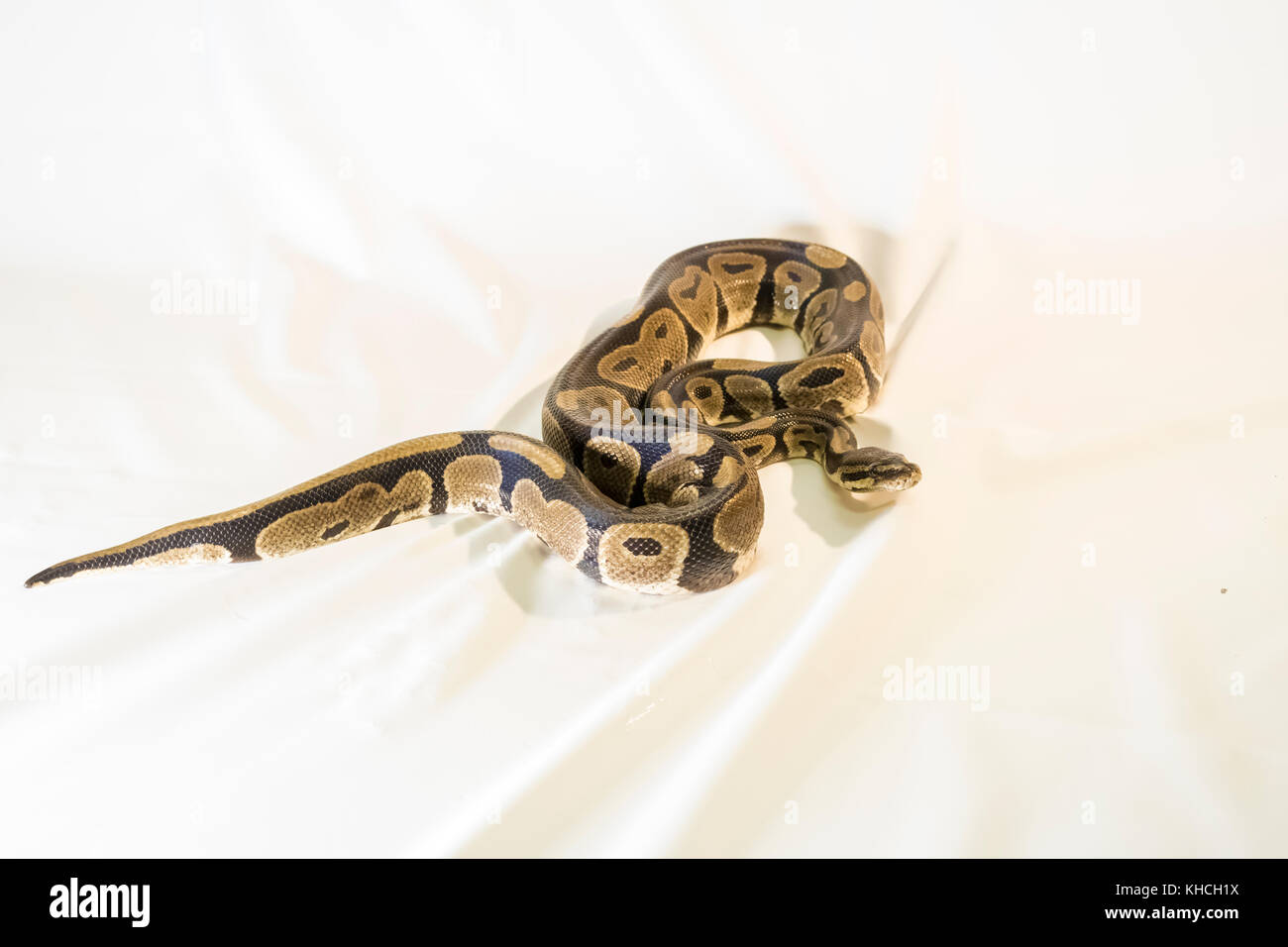Royal or Ball Python snake, isolated on white background Stock Photo ...