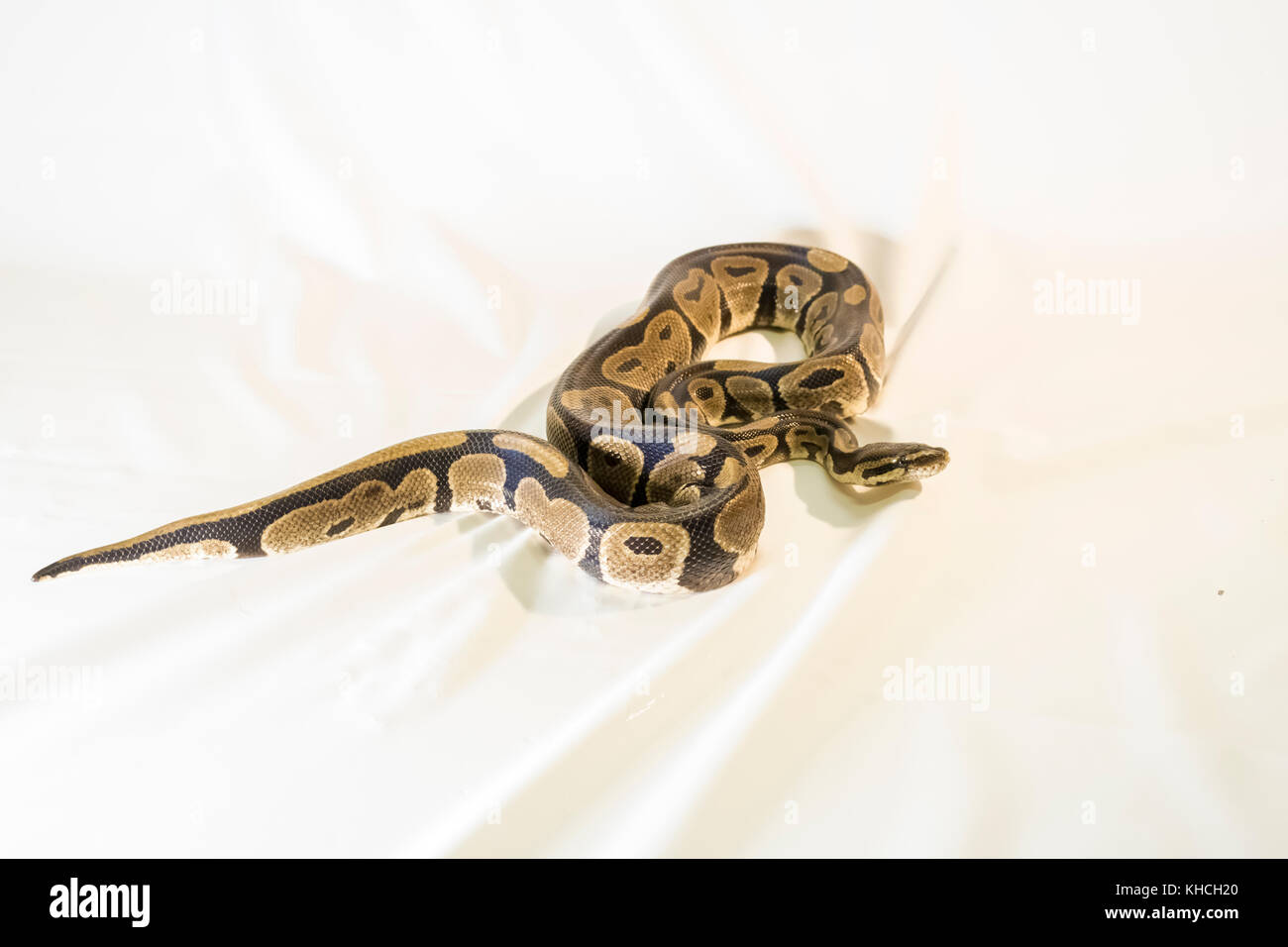 Royal or Ball Python snake, isolated on white background Stock Photo ...