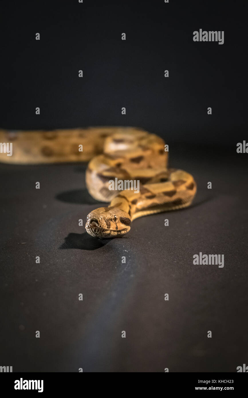 Royal or Ball Python snake, isolated on black background Stock Photo ...
