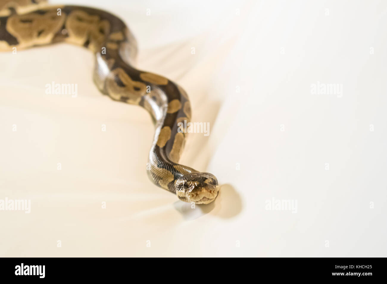 Royal or Ball Python snake, isolated on white background Stock Photo ...
