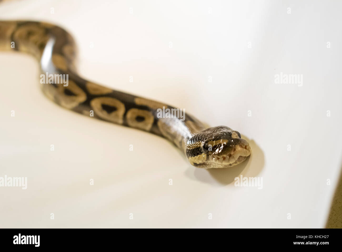Royal or Ball Python snake, isolated on white background Stock Photo ...