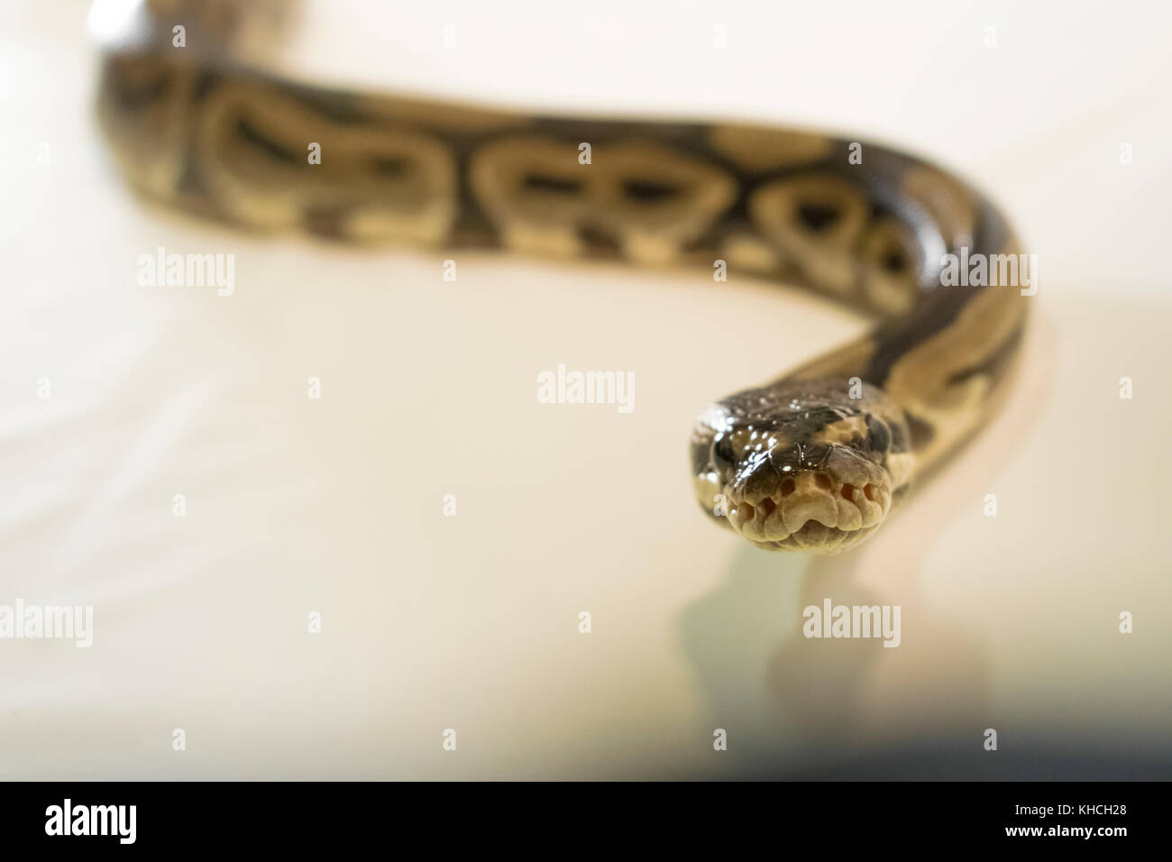 Royal or Ball Python snake, isolated on white background Stock Photo ...
