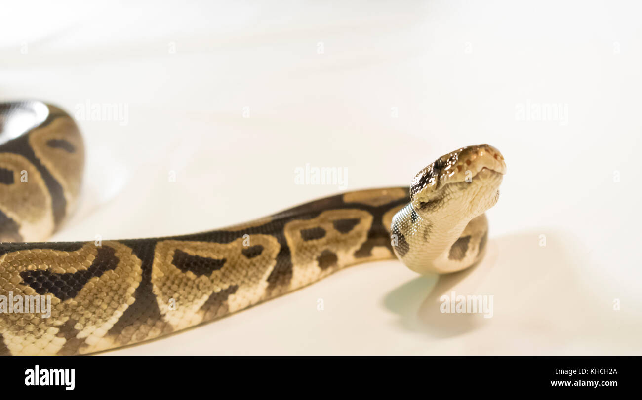Royal or Ball Python snake, isolated on white background Stock Photo ...