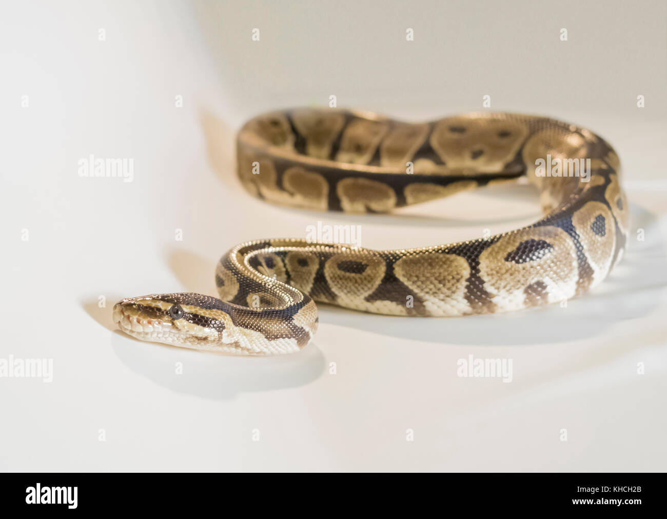 Royal or Ball Python snake, isolated on white background Stock Photo ...