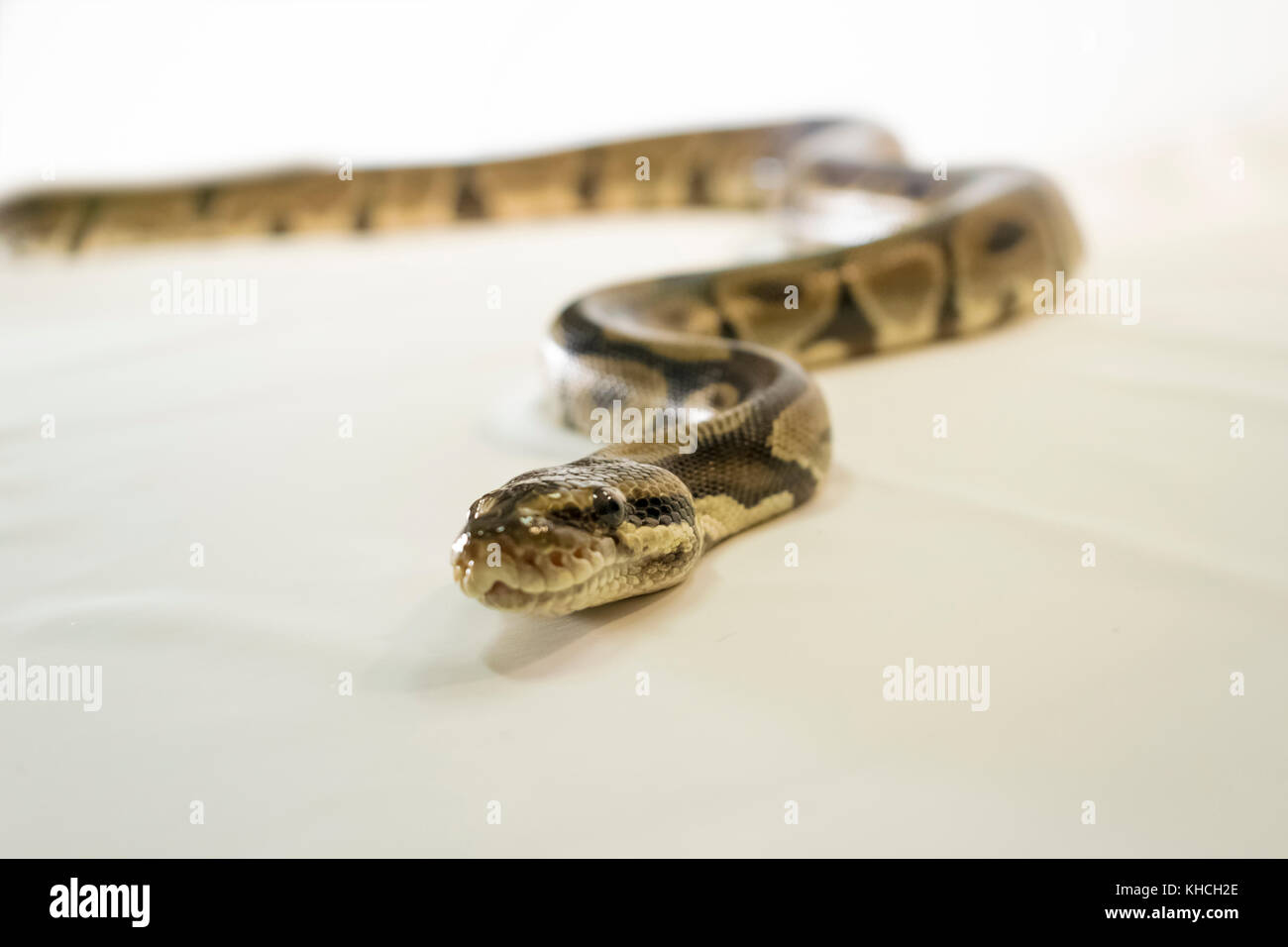 Royal or Ball Python snake, isolated on white background Stock Photo ...
