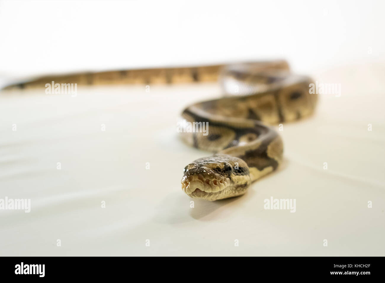 Royal or Ball Python snake, isolated on white background Stock Photo ...