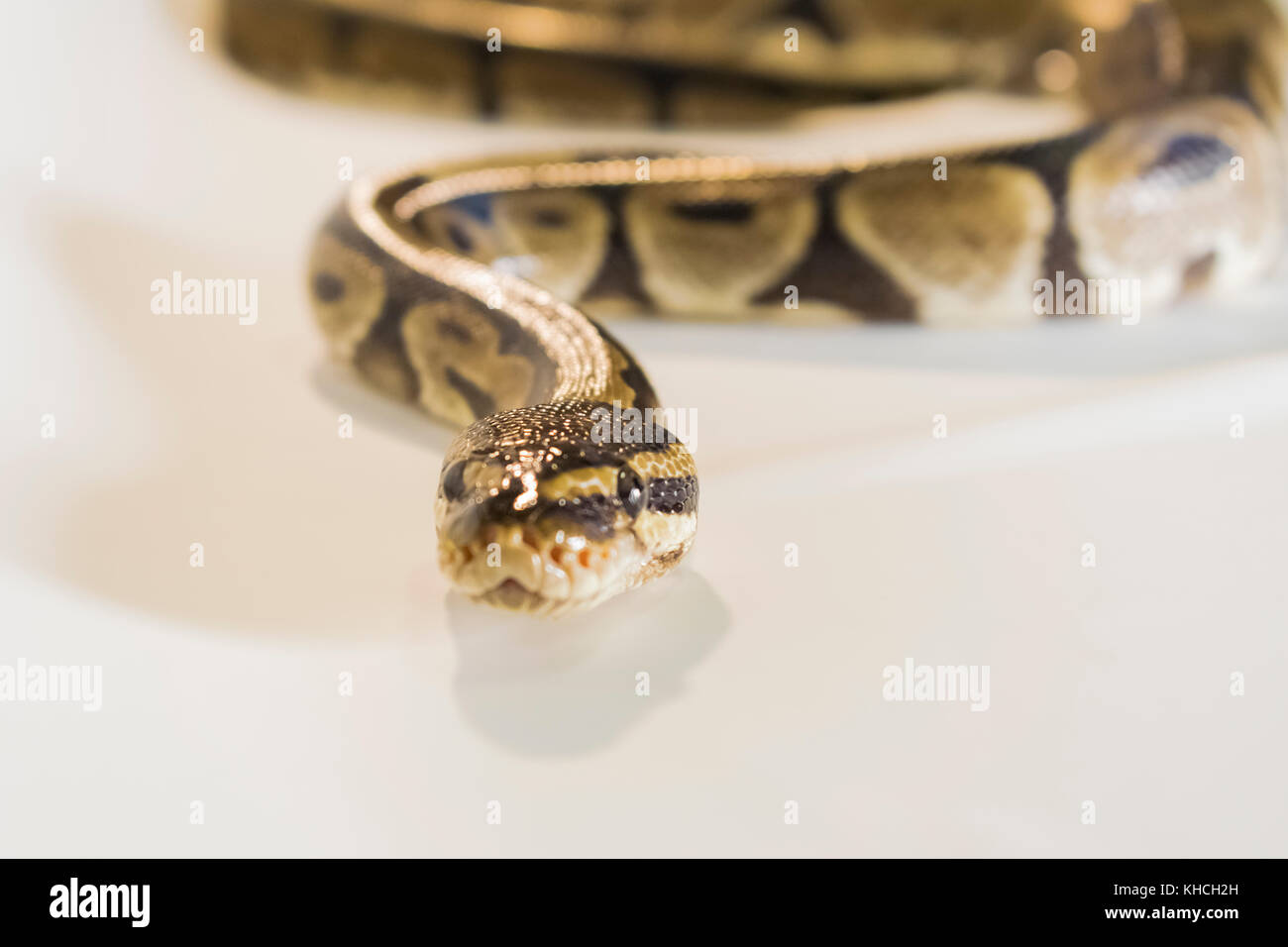 Royal or Ball Python snake, isolated on white background Stock Photo ...
