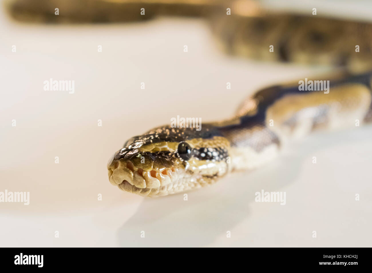Royal or Ball Python snake, isolated on white background Stock Photo ...
