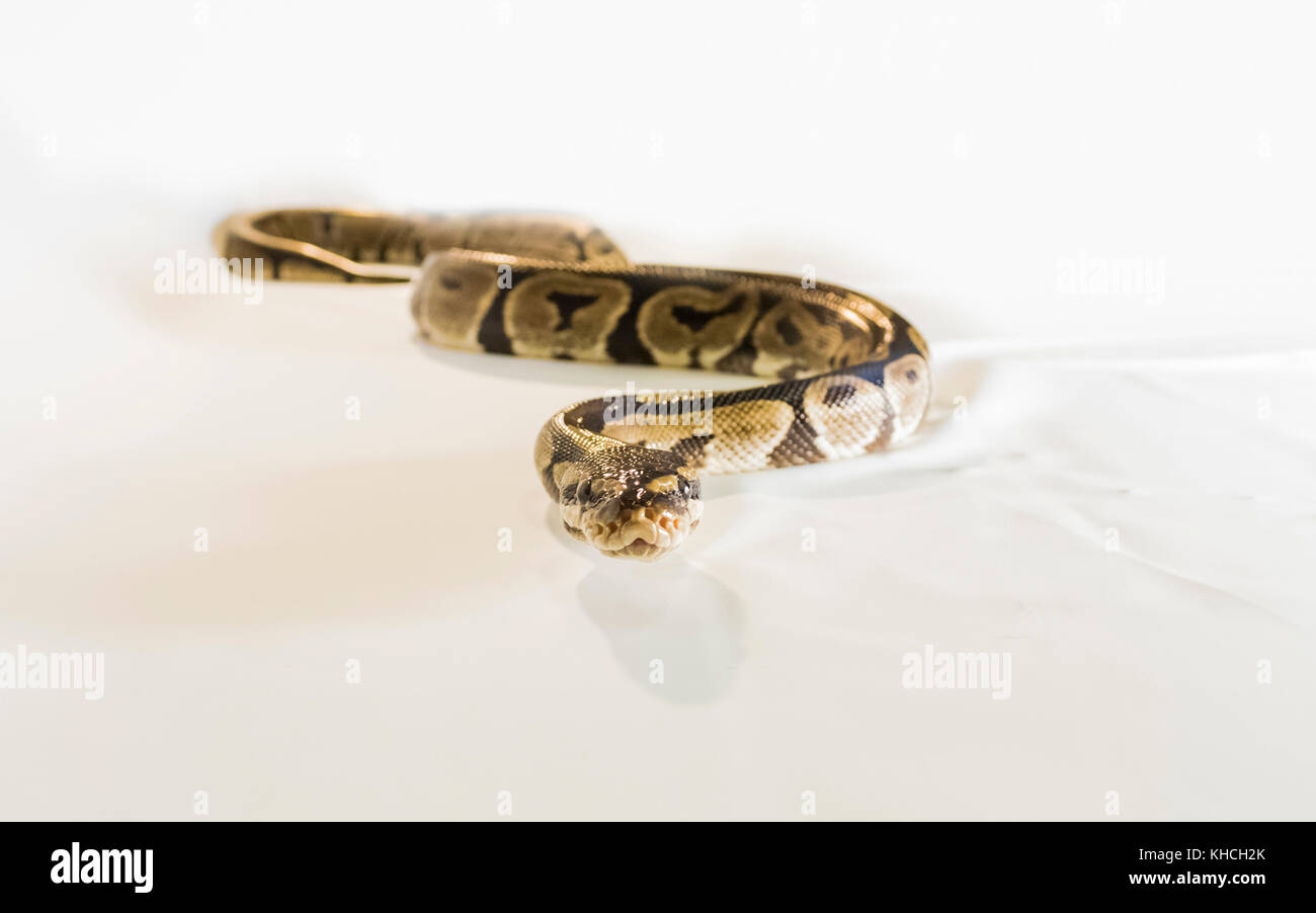 Royal or Ball Python snake, isolated on white background Stock Photo ...
