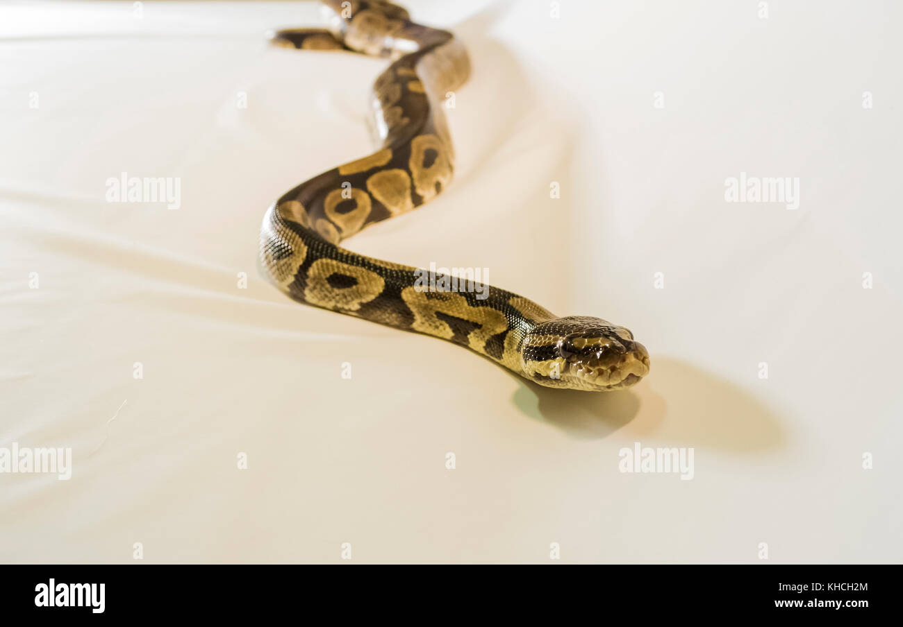 Royal or Ball Python snake, isolated on white background Stock Photo ...