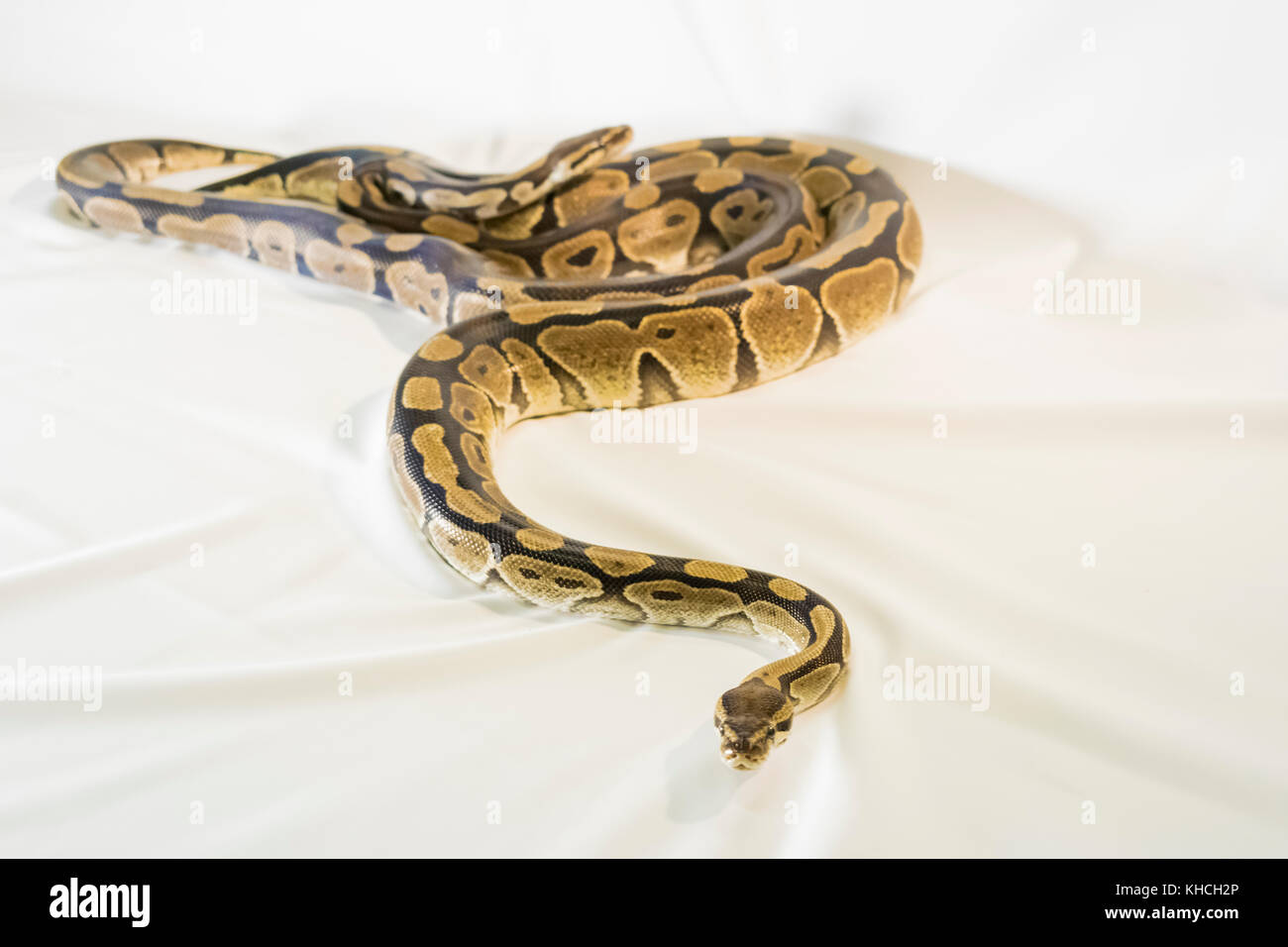 Royal or Ball Python snake, isolated on white background Stock Photo ...