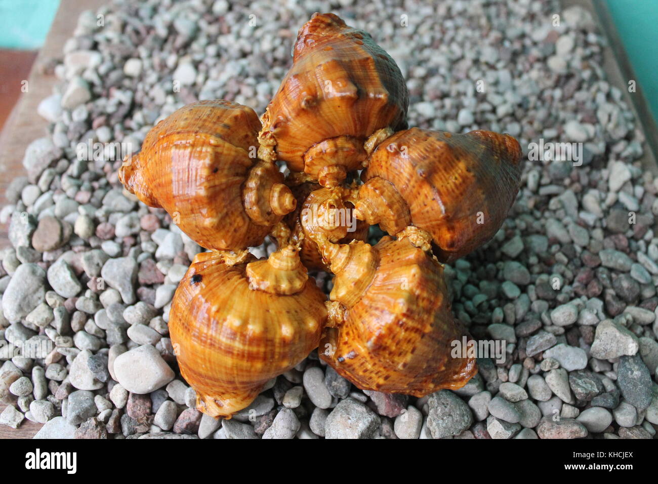 beautiful marine shell lay on smooth pebbles remider about summer sea ...