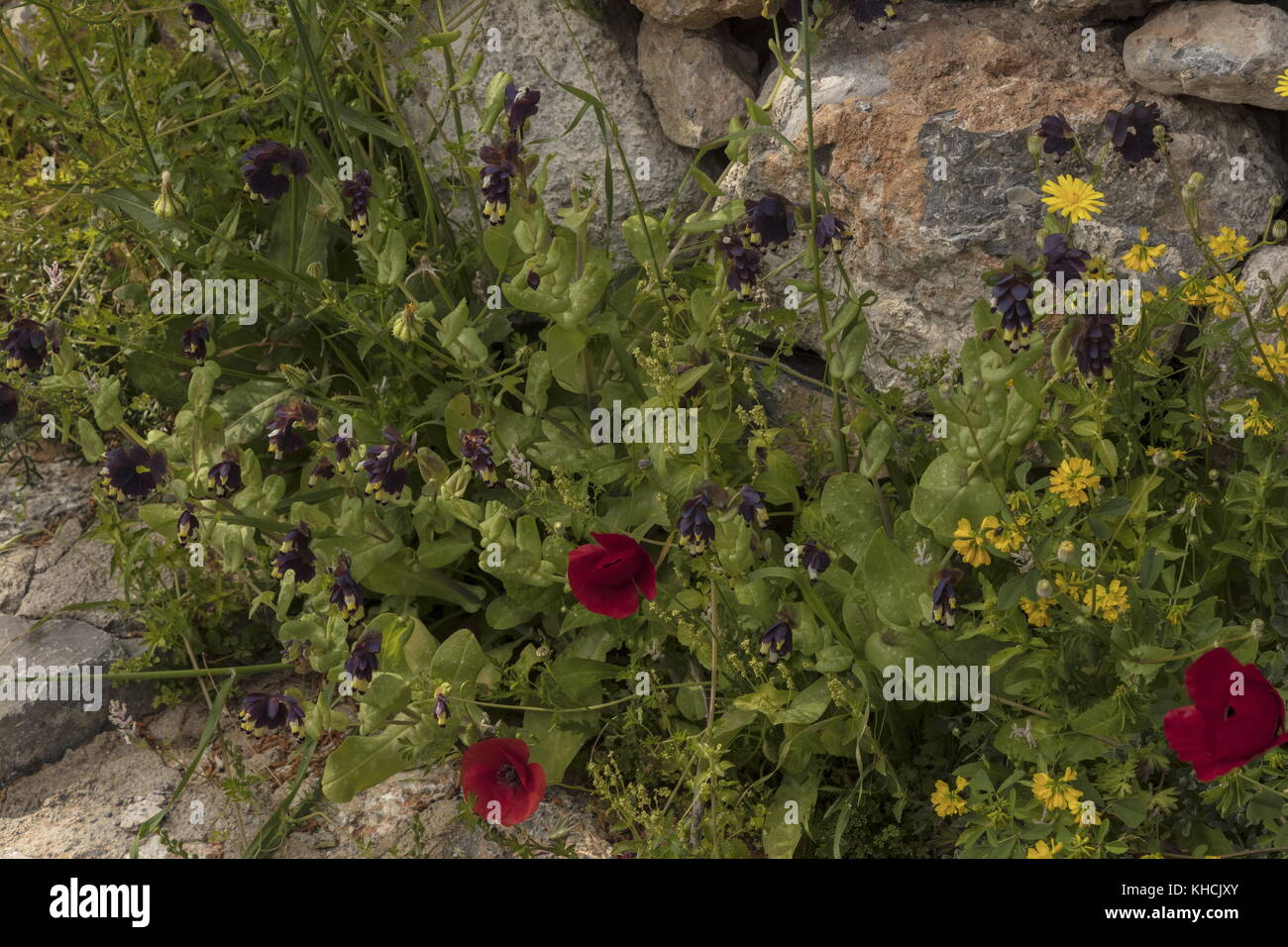 Wildflowers greece greek hi-res stock photography and images - Alamy