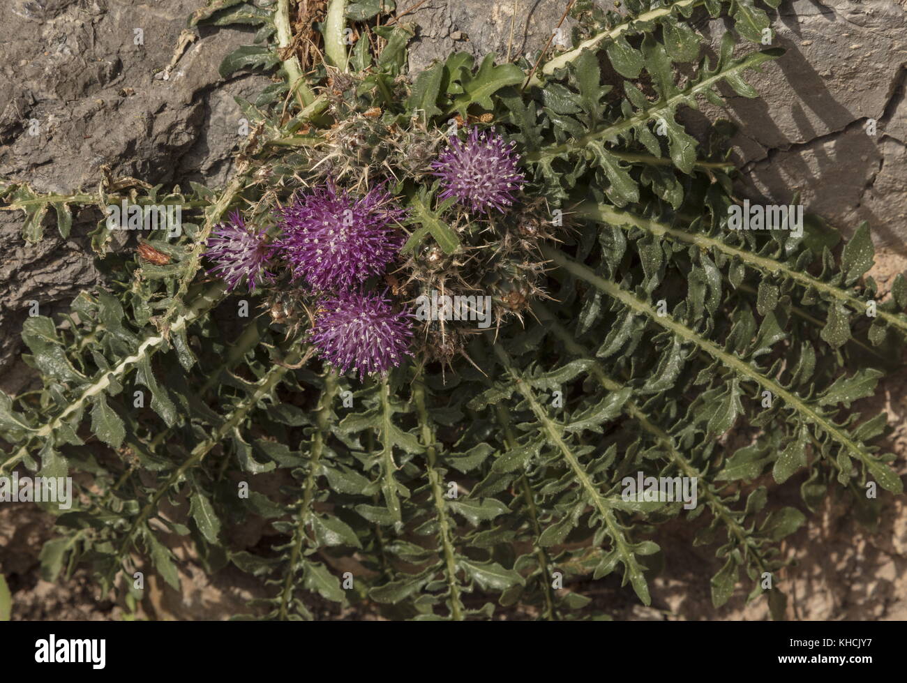 An endemic stemless knapweed, Centaurea raphanina ssp. mixta ...