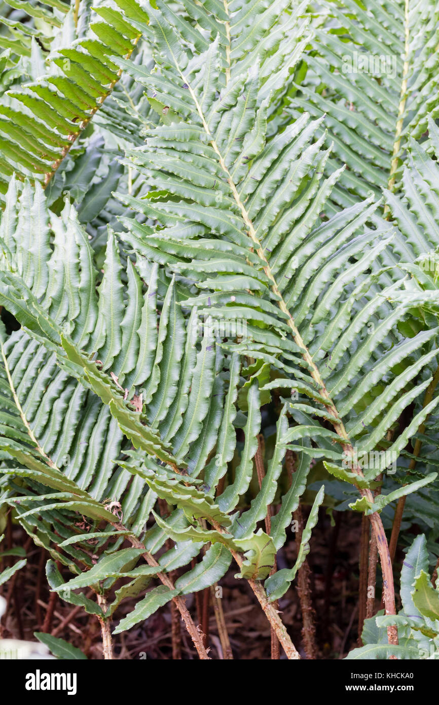Erect leathery fronds of the ground covering Chilean hard fern ...