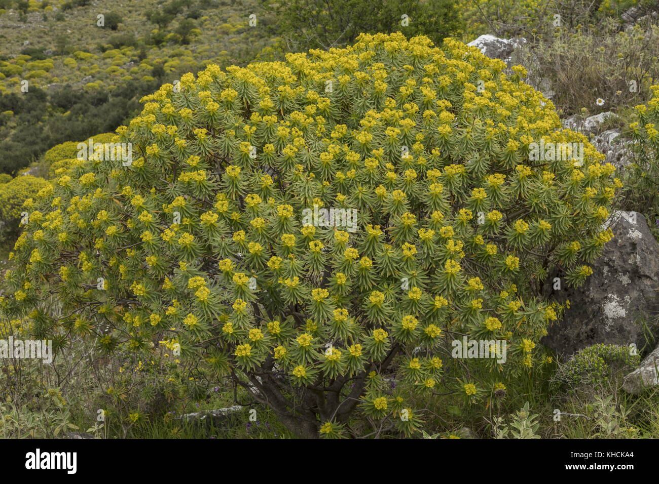 Tree spurge, Euphorbia dendroides, in flower in spring; Peloponnese ...