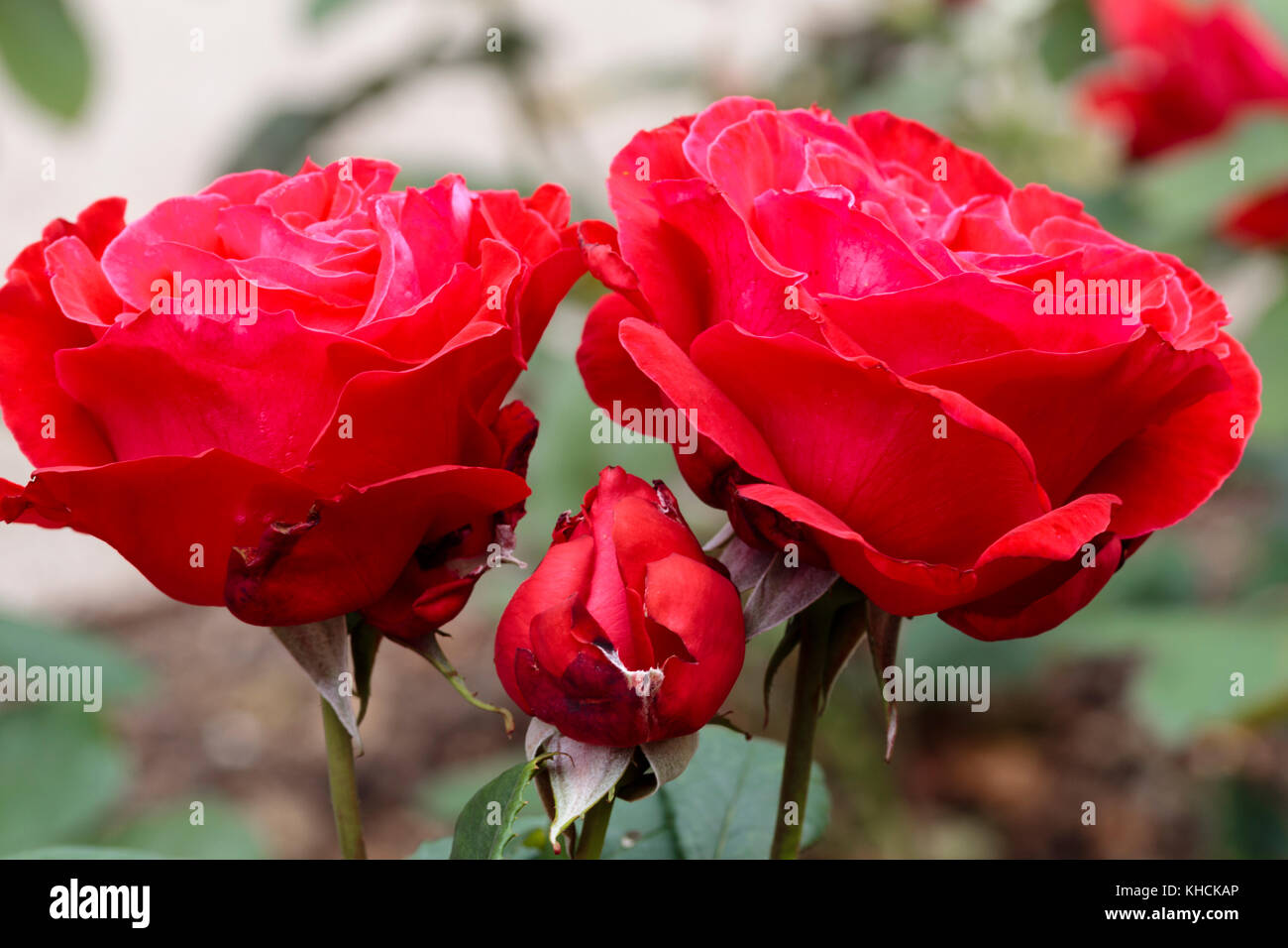 Repeat Flowering Shrub Rose High Resolution Stock Photography and ...