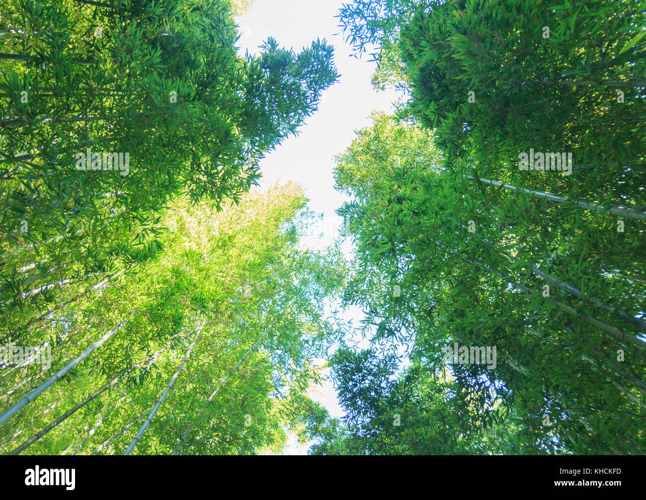 Korean forest hi-res stock photography and images - Alamy